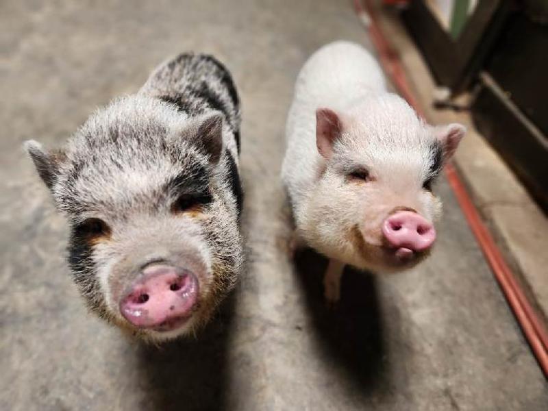 MAZURI Oat & Honey Mini Pig Treats, 6-lb bag - Chewy.com