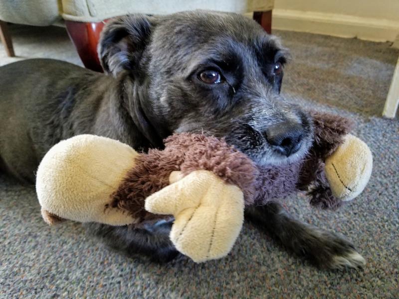 KONG Cozie Spunky the Monkey Dog Toy, Small - Chewy.com