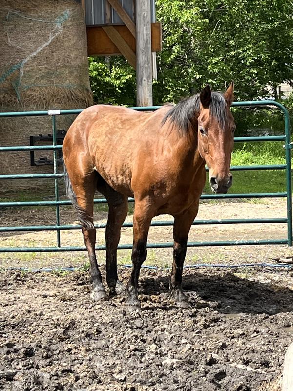 FARNAM Weight Builder Weight Support Supplement for Horses, 90 Day ...