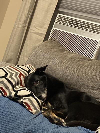 LIQUID-VET Teeth & Gums Support Bacon Flavor Dog Supplement, 8-oz ...