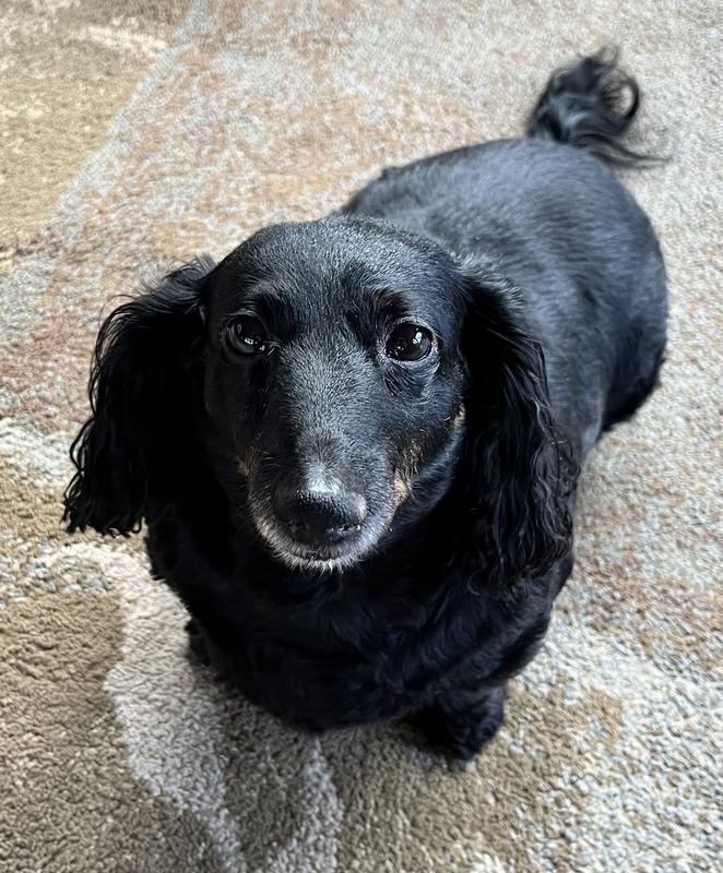 NEO-POLY-DEX (Generic) Ophthalmic Suspension, 5-mL, 2 count - Chewy.com