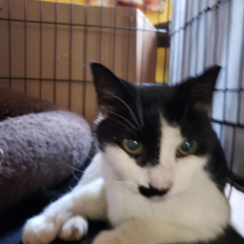 VERAFLOX (pradofloxacin) Oral Suspension for Cats, 25-mg/mL, 15-mL ...