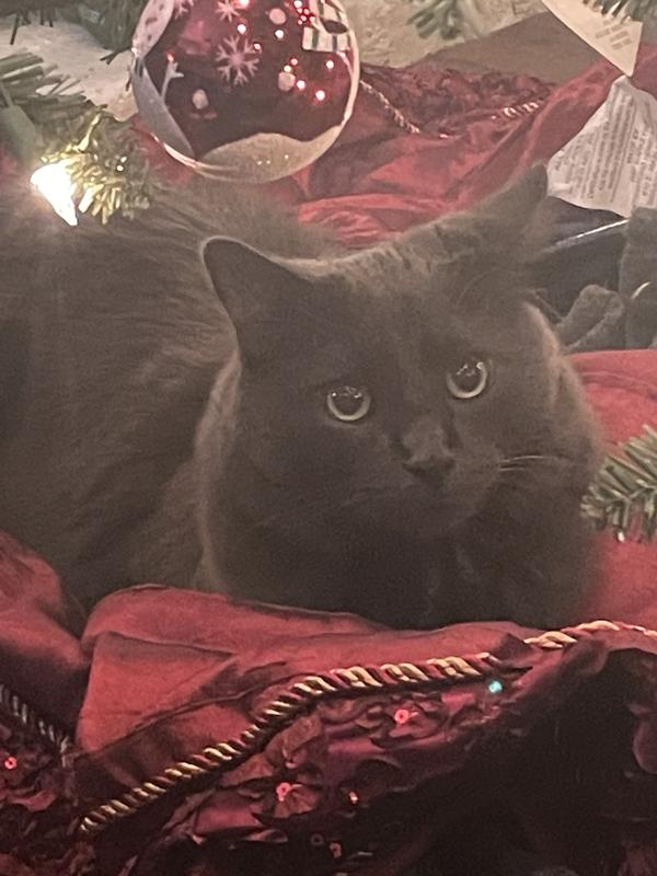 VETOQUINOL Laxatone Gel Hairball Control Supplement for Cats, 2.5-oz ...