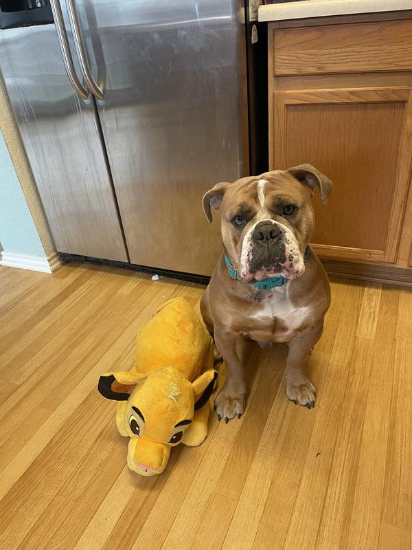 Discontinued - DISNEY Simba Jumbo Plush Squeaky Dog Toy - Chewy.com