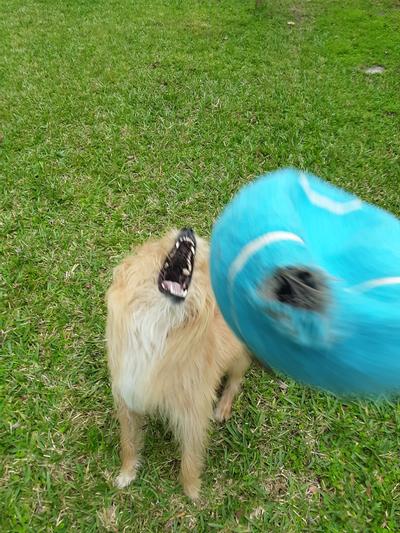 FREE FORM Snip Tips Fatty Acid Capsules for Medium & Large Dogs, 60 ...