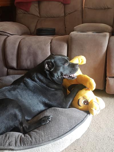 DISNEY Simba Jumbo Plush Squeaky Dog Toy - Chewy.com