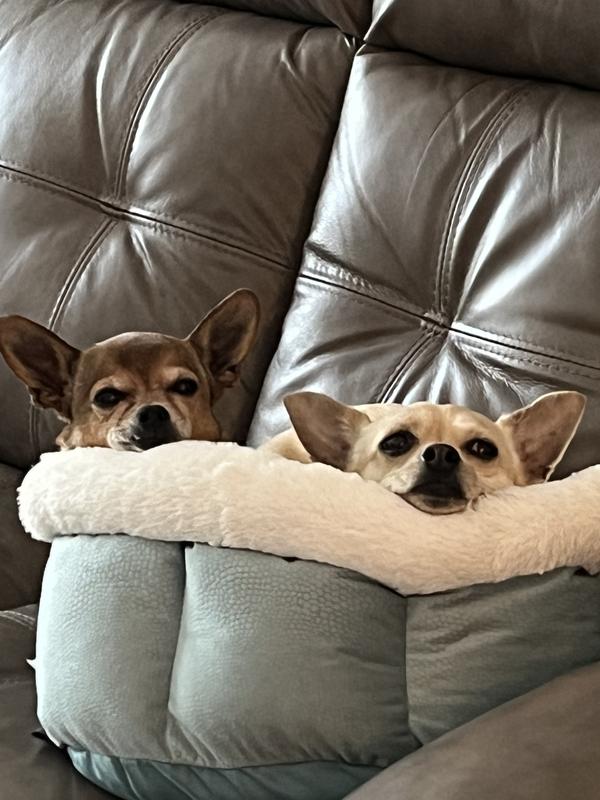 BEST FRIENDS BY SHERI Cuddle Cup Cuddler Bolster Cat & Dog Bed, Grey ...