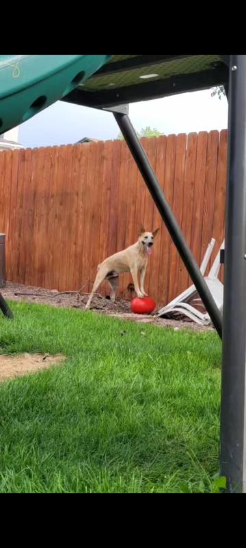 JOLLY PETS Jolly Egg Dog Toy, Red, 12-in - Chewy.com