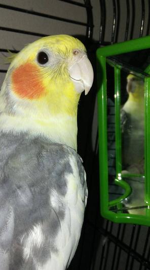 TOP'S PARROT FOOD Organic Mini Pellets Bird Food, 1-lb bag - Chewy.com