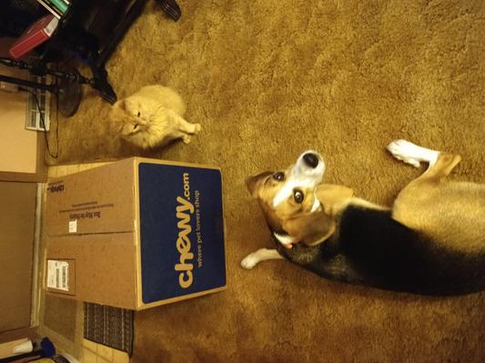 CANINE'S CHOICE DogLicious Munchy Flat Chews Dog Treats, 50 count ...