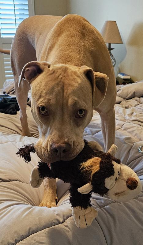 KONG Cozie Spunky the Monkey Dog Toy, Medium - Chewy.com