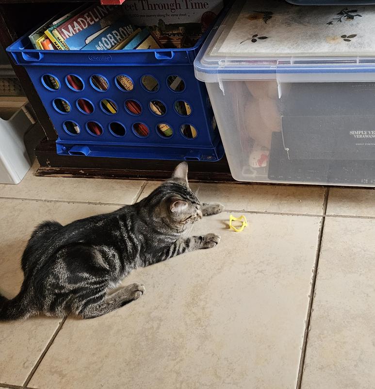 FAT CAT Crazies Playrings Cat Toy - Chewy.com