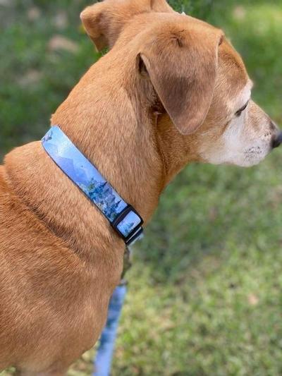 FEARLESS PET Safe Cinch Dog Collar, Poppies, Small/Medium - Chewy.com