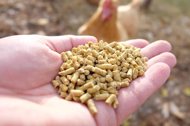 NUTRENA NatureWise Layer 16% Protein Pellet Chicken Feed, 50-lb bag ...