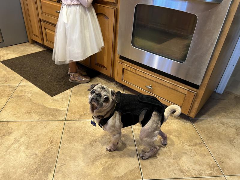 LABRA IVDD, Spine Injury & Arthritis Dog Back Brace, Small - Chewy.com