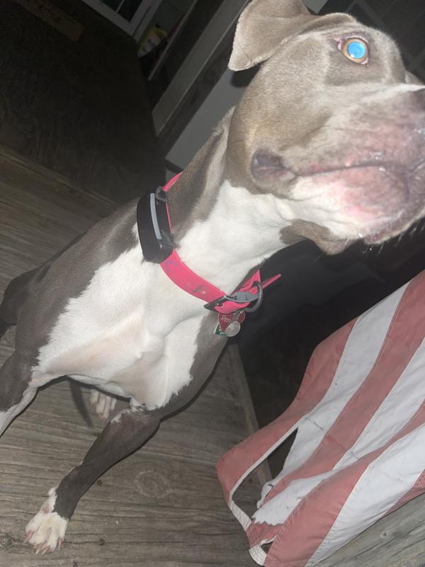 TRACTIVE Smart Dog GPS Tracker & Vital Signs Monitor Dog Collar ...