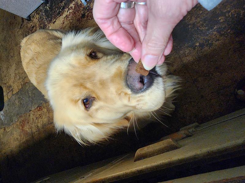 Discontinued - SOLID GOLD Berry Balance Urinary Tract Health Bacon ...