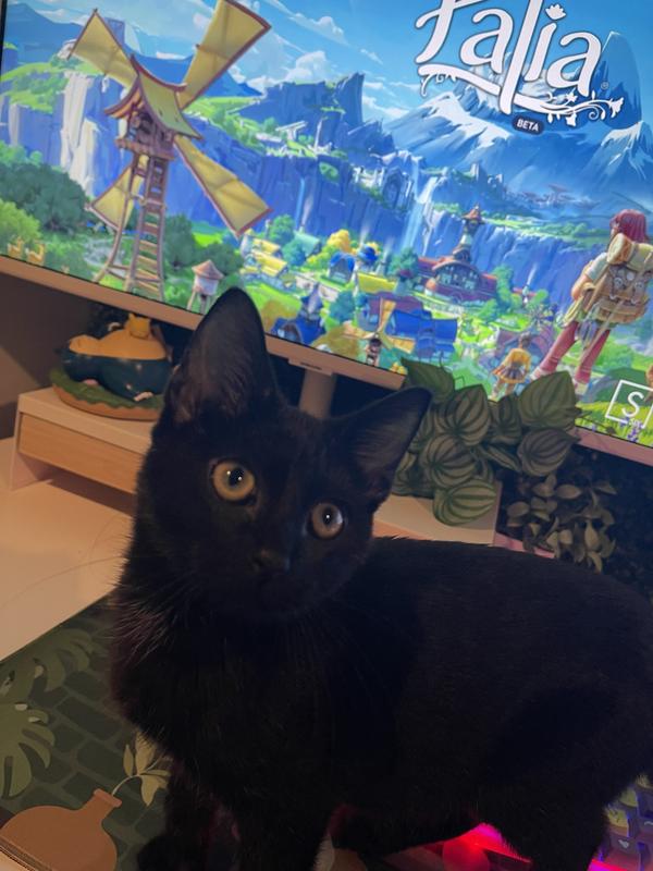 GS-441524 COMPOUNDED Tuna Bisect Tablet, 50 mg, 60 tablets for ...