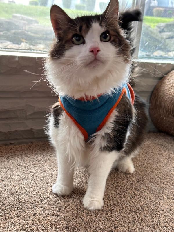 FRISCO Light Weight Utility Colorblock Fleece Dog & Cat Vest, Medium ...