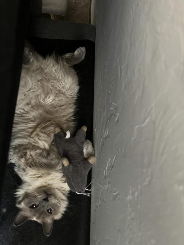 ETHICAL PET House Mouse Helen Cat Toy, Color Varies, 4-in, 1 count ...