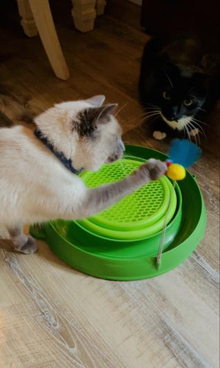 CATIT Play Interactive Grass Circuit Ball Cat Toy - Chewy.com