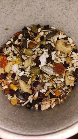 HIGGINS Mayan Harvest Tikal Parrot Food, 3-lb bag - Chewy.com