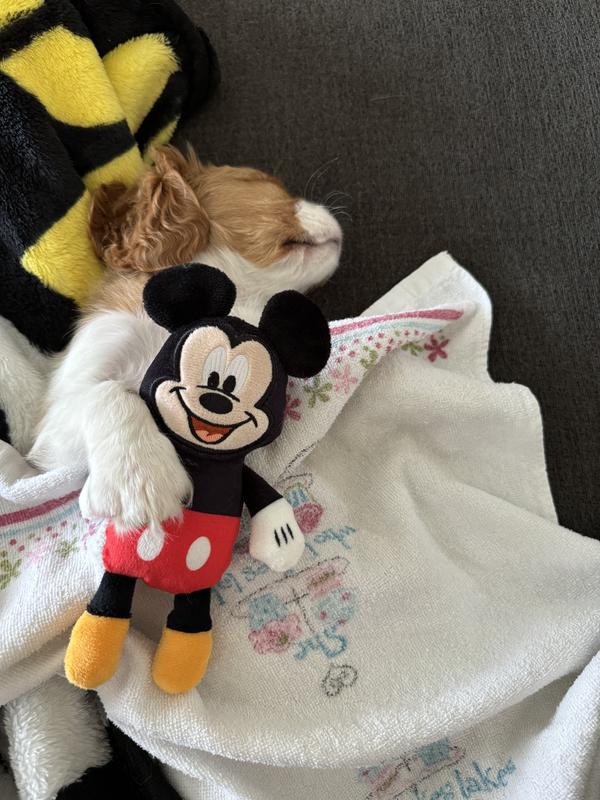 DISNEY Mickey & Friends Plush Squeaky Dog Toy, 6 count - Chewy.com