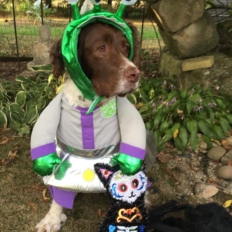 FRISCO Front Walking Alien Dog & Cat Costume, XX-Large - Chewy.com