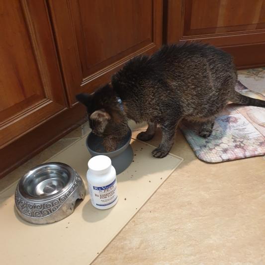 RX VITAMINS Rx Essentials Powder Multivitamin for Cats, 4-oz bottle ...