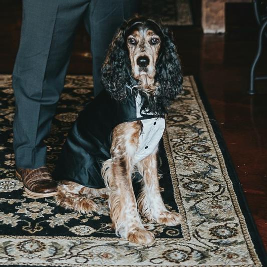 FRISCO Formal Dog & Cat Tuxedo, Black, X-Large - Chewy.com