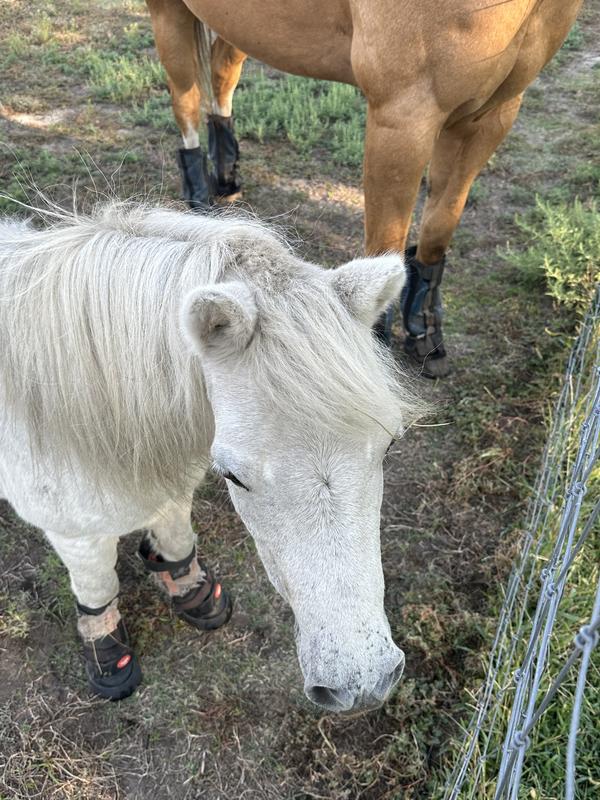 THYRO-L (levothyroxine sodium) Powder for Horses, 1-lb - Easy Refills ...