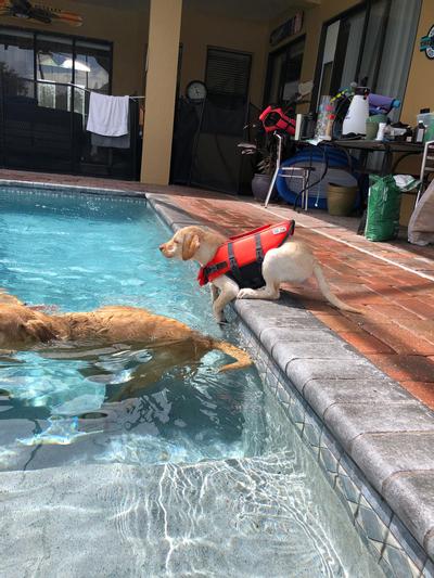 ZIPPYPAWS Adventure Dog Life Jacket, X-Large - Chewy.com