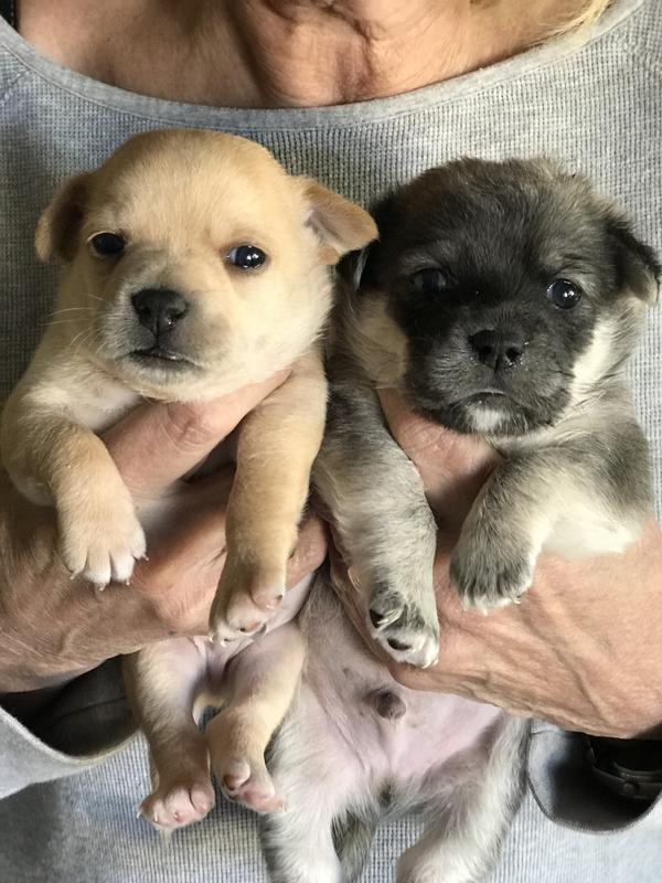 BLUE BUFFALO Freedom Puppy Grain-Free Chicken & Potatoes Dry Dog Food ...