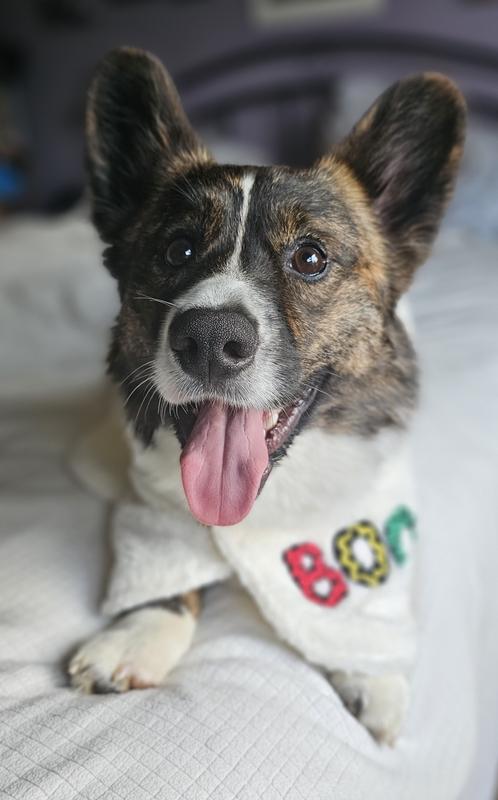 FRISCO Boo-Tastic Ghost Dog & Cat Costume Cape, XX-Large - Chewy.com