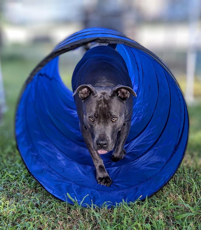 Out of Stock - BETTER SPORTING DOGS 3 Piece Essential Agility Equipment ...