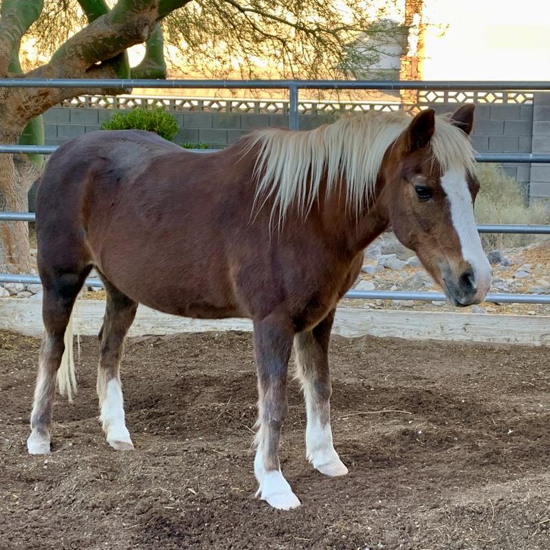 PRASCEND (Pergolide) Tablets for Horses, 1-mg - Easy Refills | Chewy Rx