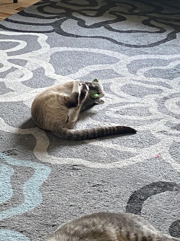 CATSTAGES Fresh Breath Mint Stick Cat Chew Toy - Chewy.com