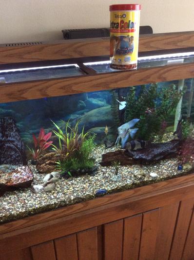 TETRA TetraColor Plus Tropical Flakes Fish Food, 7.06-oz bottle - Chewy.com