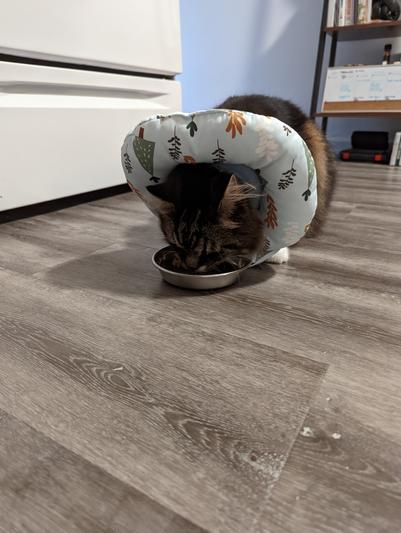 TOUCHCAT Ringlet Licking & Scratching Adjustable Pillow Cat Neck ...