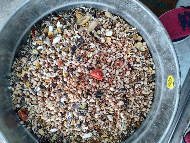 VERSELE-LAGA Classic Pigeon Food Blends 15% No Corn Pigeon Food, 50-lb bag, bundle of 3 - Chewy.com