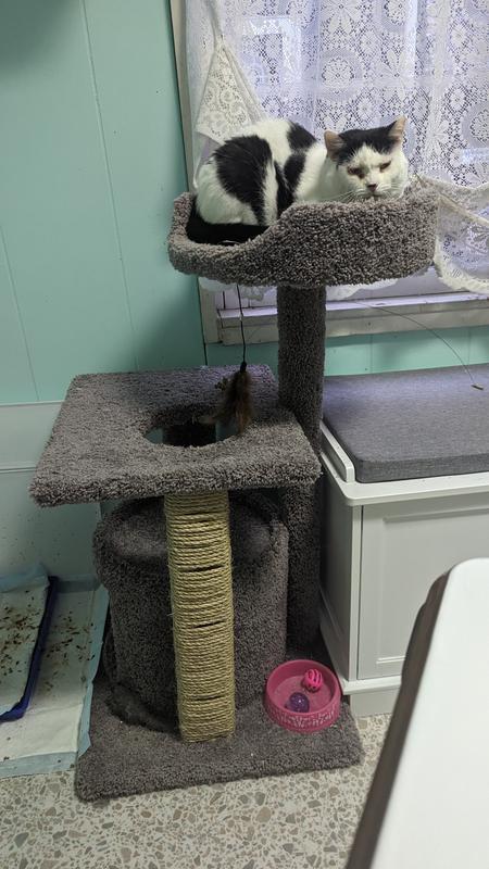 FRISCO 37-in Real Carpet Cat Tree with Condo, Grey - Chewy.com