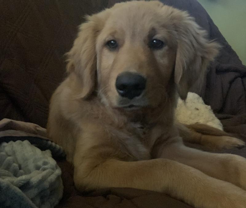 BEST BULLY STICKS Bully Snap Sticks Dog Treats, 10 count - Chewy.com