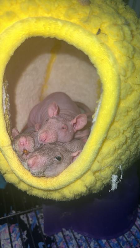 FRISCO Pineapple Small Pet Hideaway, Yellow - Chewy.com