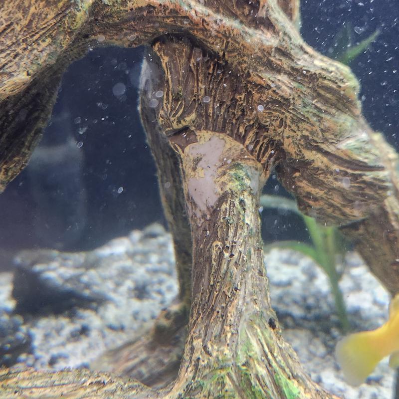 MARINA Mangrove Root Aquarium Décor, Large - Chewy.com