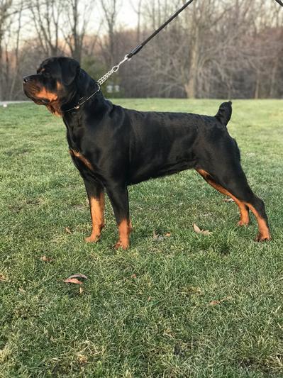 SENTRY HC WormX DS Dewormer for Hookworms & Roundworms for Dogs, 2-oz ...