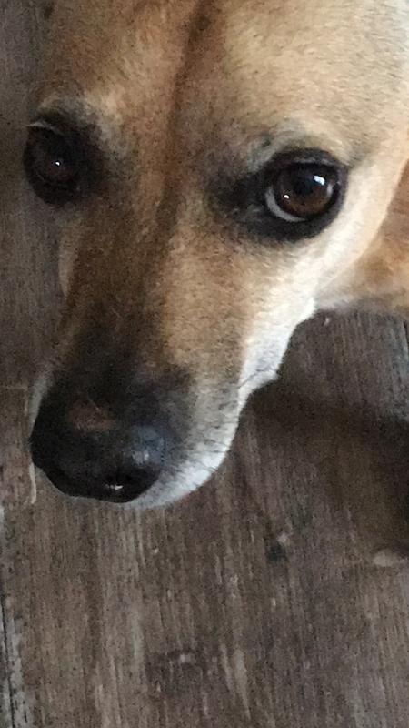 HOTSPOT PETS 6-in Chicken Crunchy Munchy Rolls Dog Treats, 6 count ...