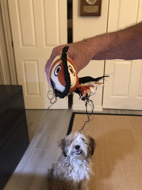 TUFFY'S Ocean Creature Jr Fish Squeaky Plush Dog Toy, Orange - Chewy.com