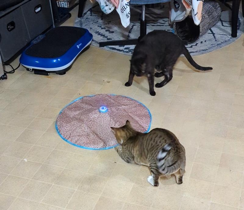 SMARTYKAT Instincts Hidden Hijinks Electronic Motion Concealed Teaser ...