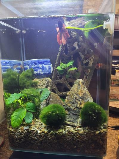 ACTIV-FLORA Planted Aquarium Substrate, Lake Gems, 20-lb bag - Chewy.com