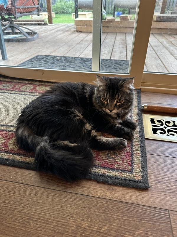 CAT AMAZING Sliders Interactive Treat Maze & Puzzle Cat Toy - Chewy.com